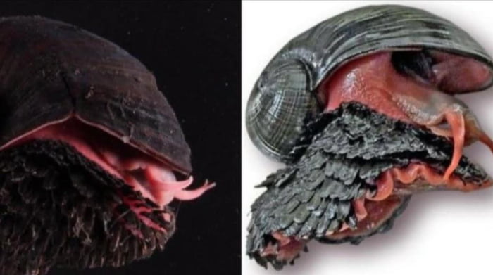 VOLCANO SNAILS: Their shells are made of iron and they live around ...