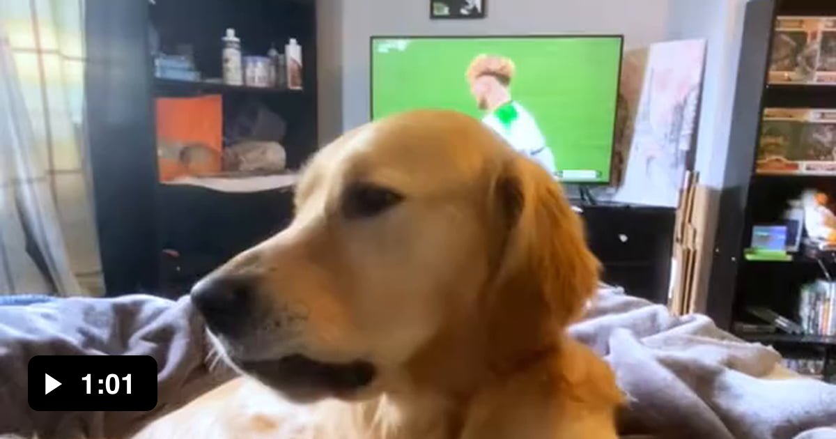 Golden retrievers are the orange cats of dogs. - 9GAG