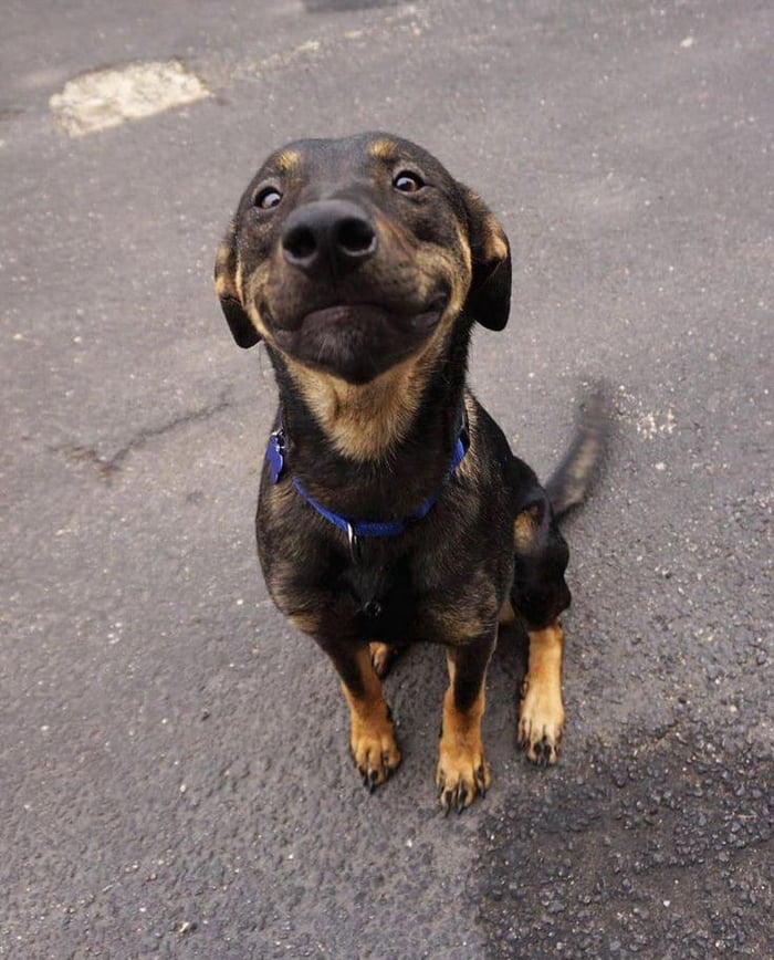 Happy little fellow - 9GAG