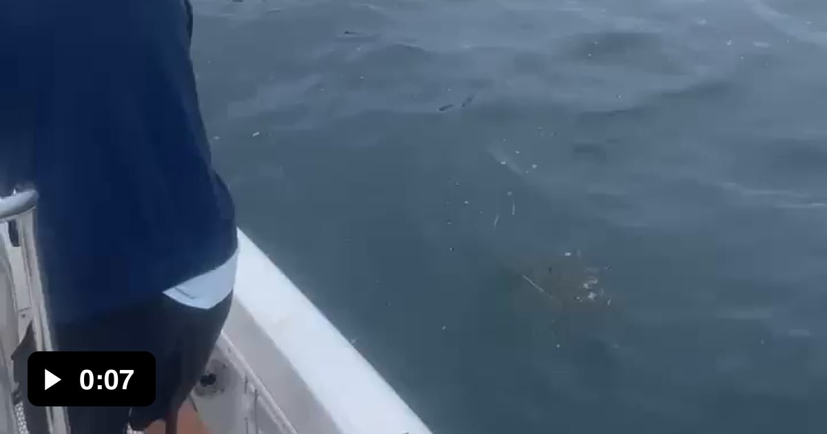 Whale lands on boat - 9GAG