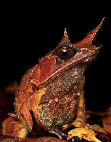 The long-nosed horned frog (Megophrys nasuta) is a cool amphibian ...