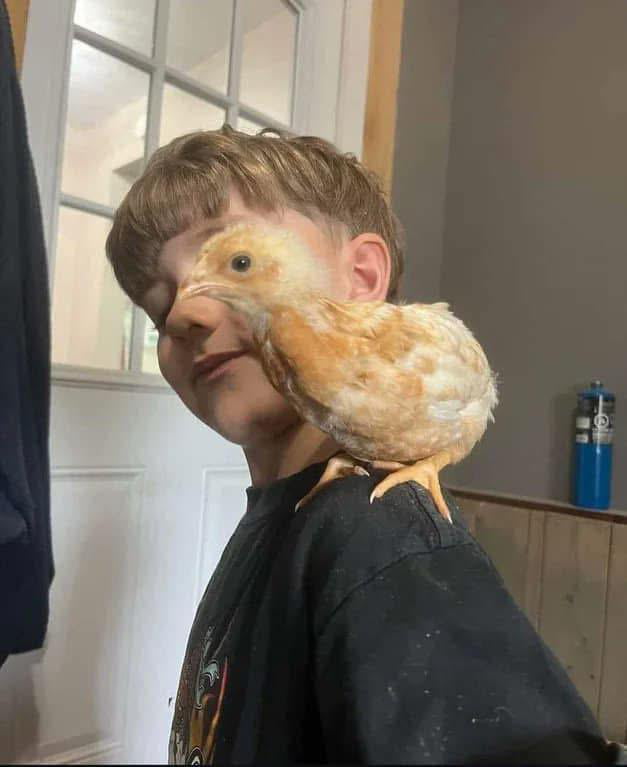 Chicken boy - 9GAG