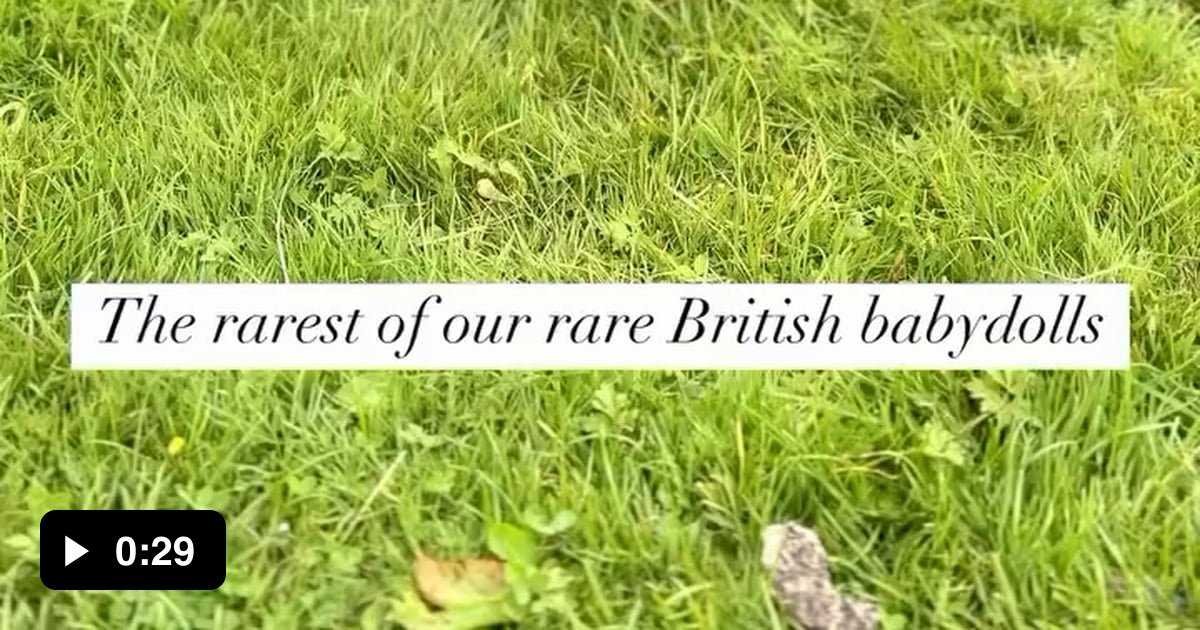 Aww, British babydoll sheeps are so cute - 9GAG