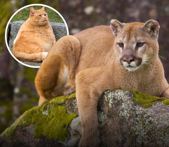A Mountain Lion that sent a school into Lockdown turned out to be a Fat ...
