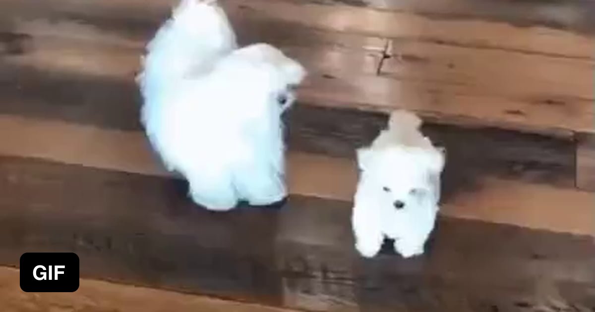 Ball of fluff - 9GAG