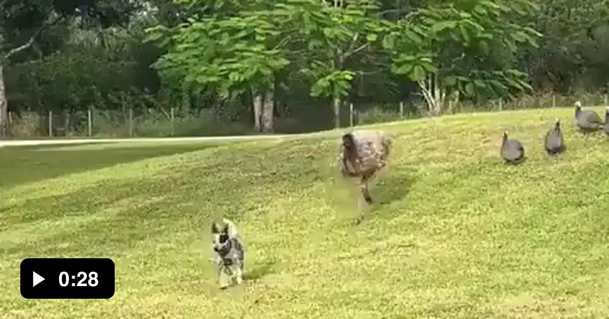 Emmanuel always chooses violence - 9GAG