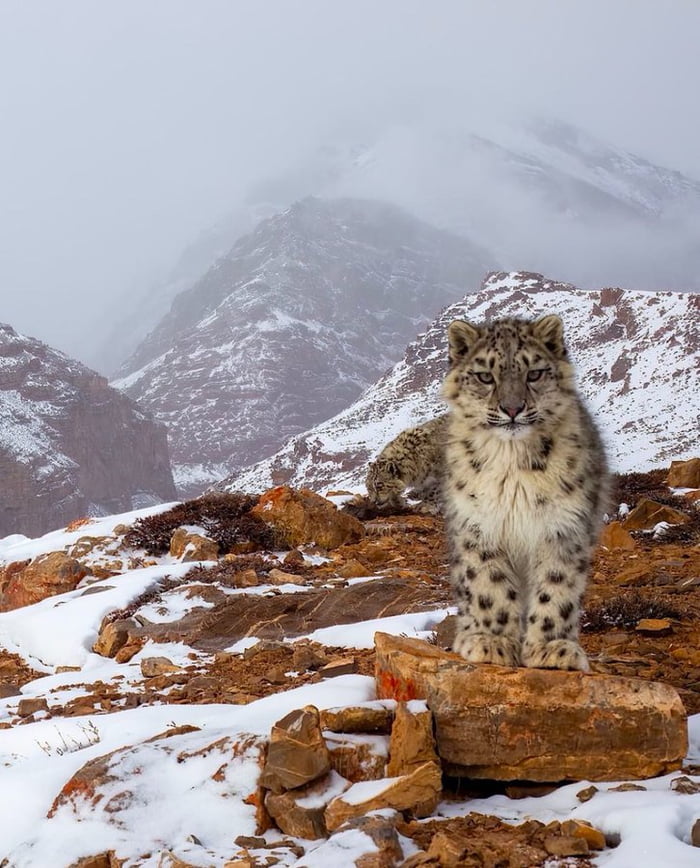 Snow leopard in Ladakh ,India - 9GAG