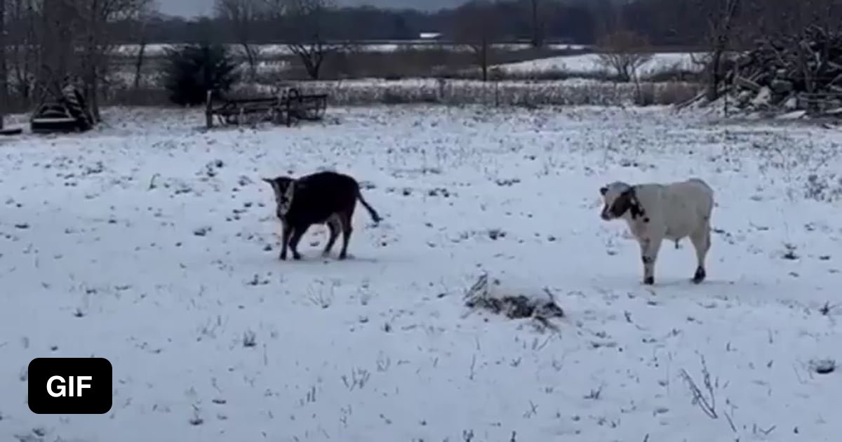 Cows seeing snow for the first time - 9GAG