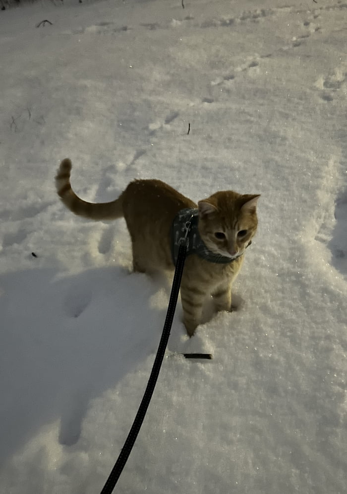 Took my cat for a walk last night. He loved it. - 9GAG