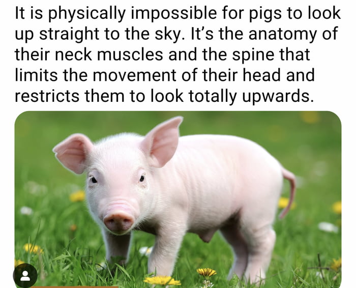 Pigs have shorter necks and different cervical vertebrae structures ...