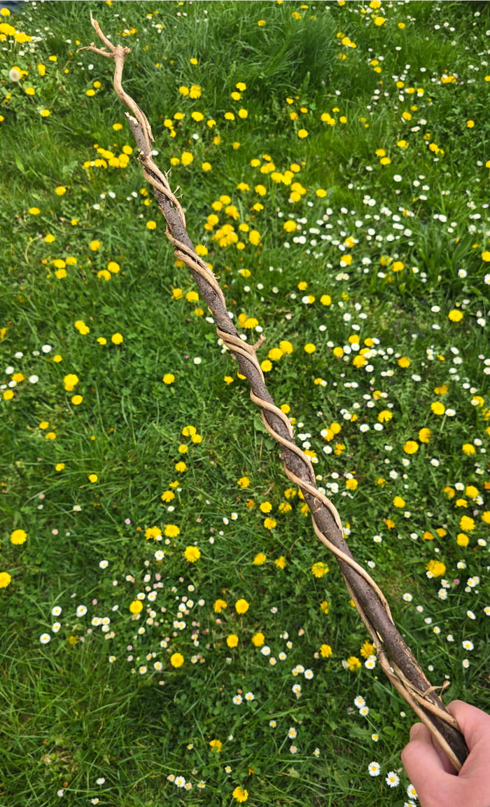 Looks like I found my magic wand - 9GAG