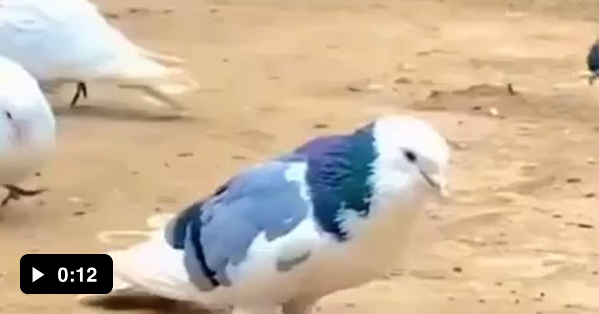 The Back Flipping Pigeon. - 9GAG