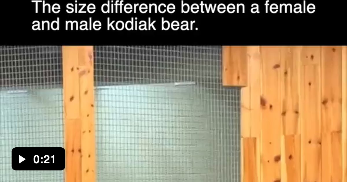 "I can definitely take on a bear" - 9GAG