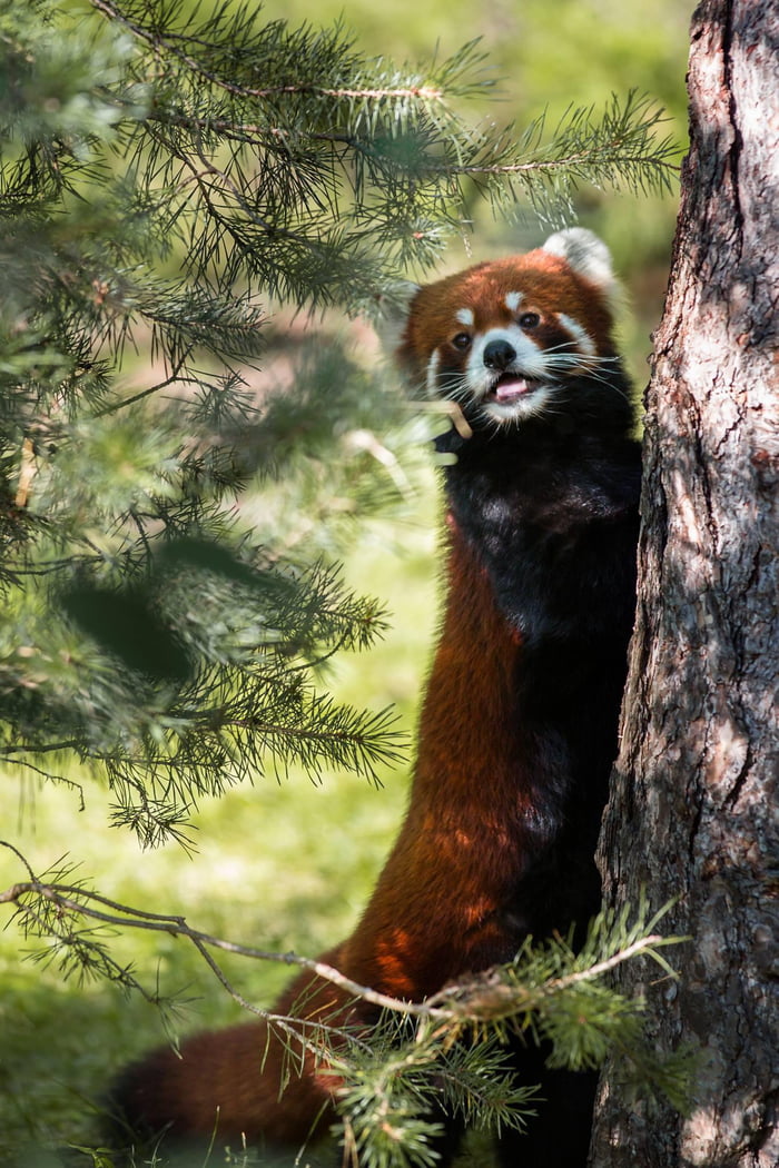 A little blep from a red panda at the Toronto Zoo - 9GAG
