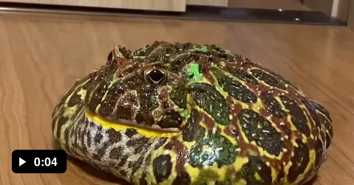 Of a Pacman frog - 9GAG