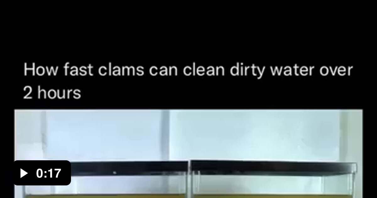 Clams vs dirty water - 9GAG