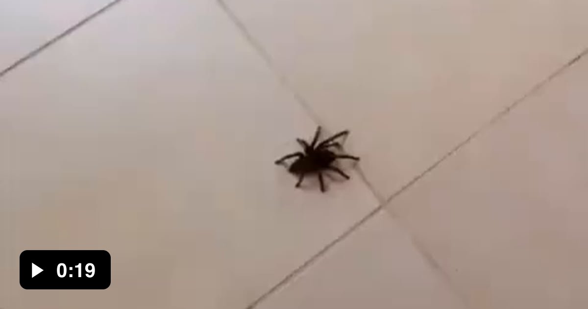Guy tries to help spider out without killing it - 9GAG
