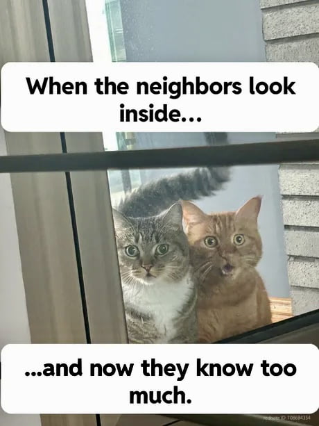 Those cats have seen too much - 9GAG