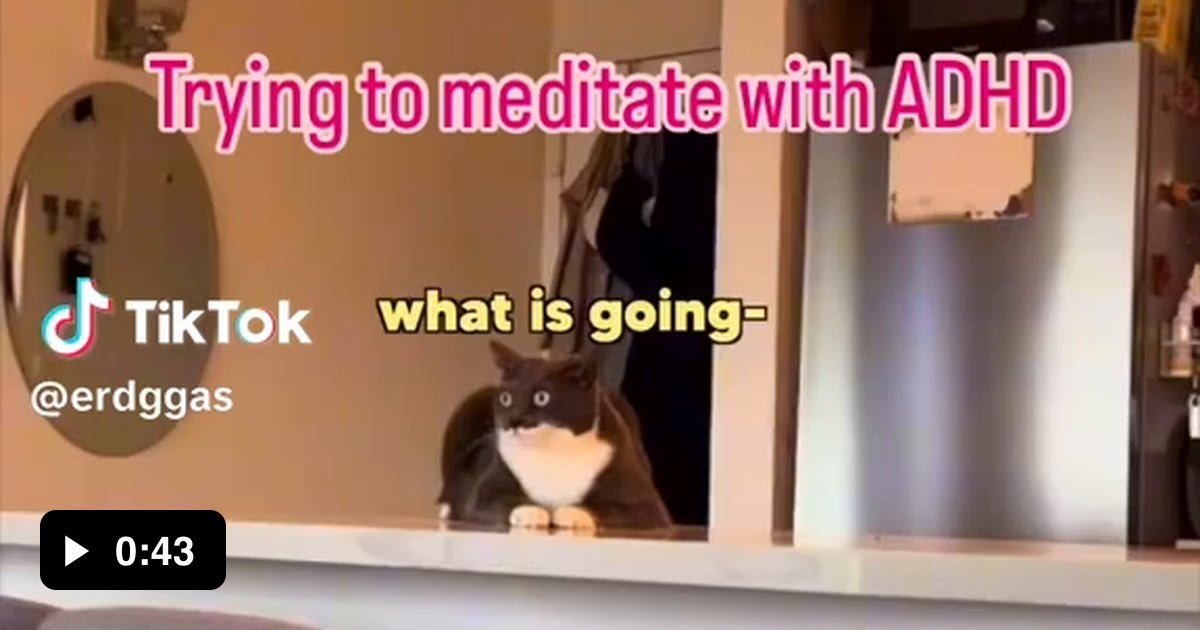 Adhd cat - 9GAG
