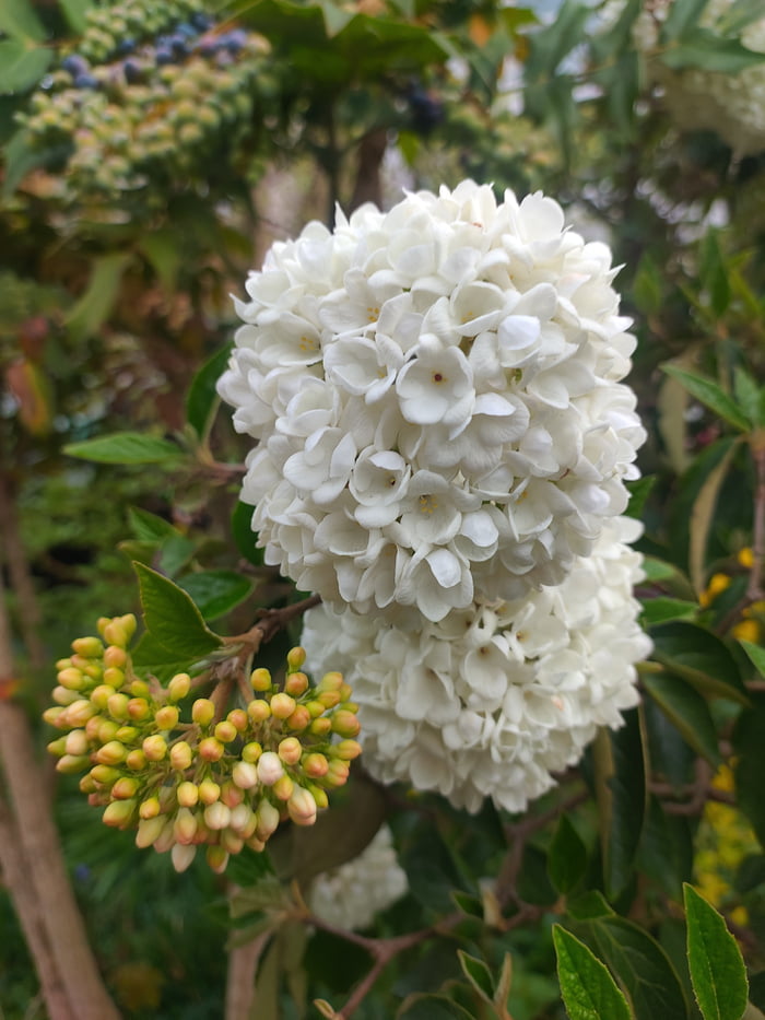 Sharing my flower gallery day 255 - 9GAG