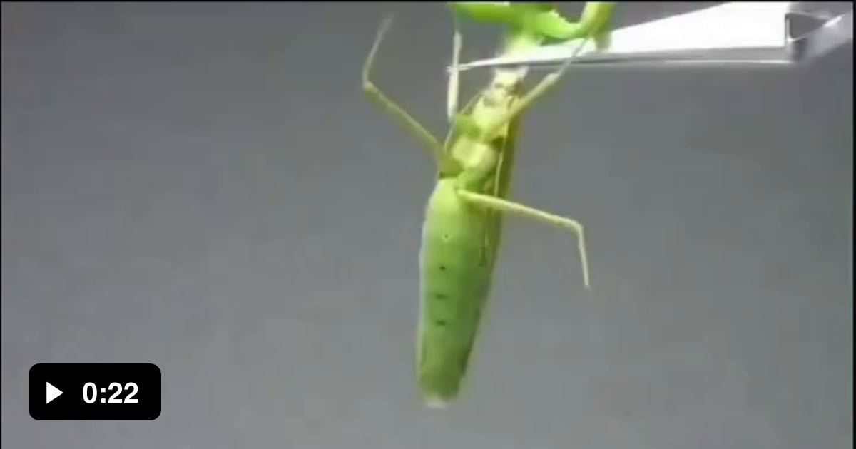 Nematomorphs are parasites that infect insects like mantises. They ...