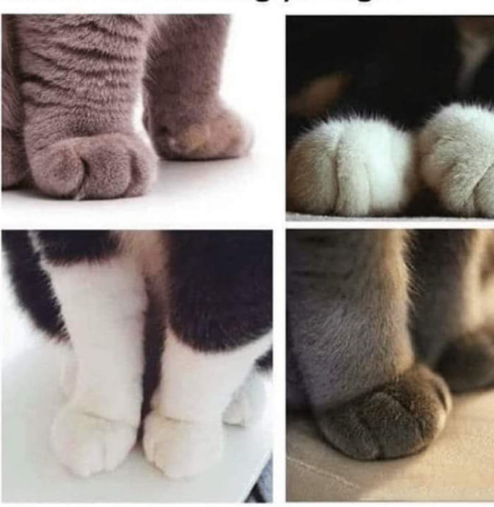 Paws 🐾 - 9GAG