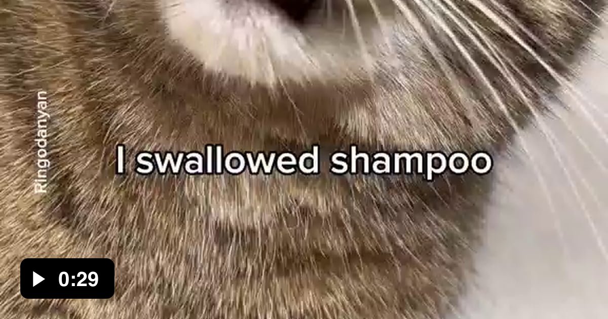 Cat Rap video - 9GAG