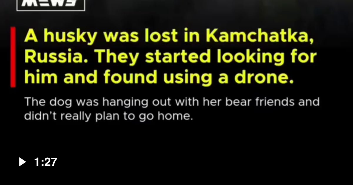 Mowgli- Husky version - 9GAG