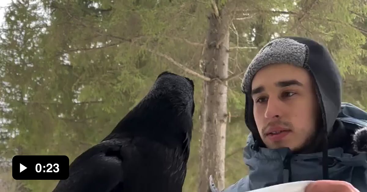 Raven friend getting all bundled up - 9GAG