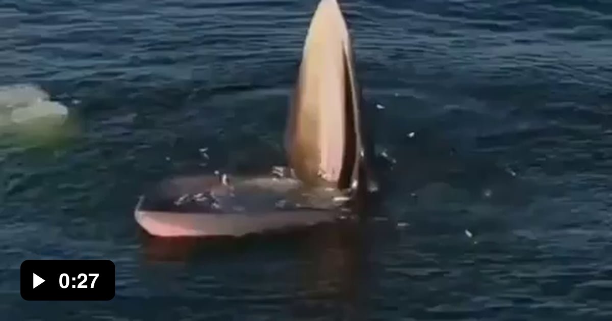 In 2011, researchers discovered a new feeding method: whales remain ...