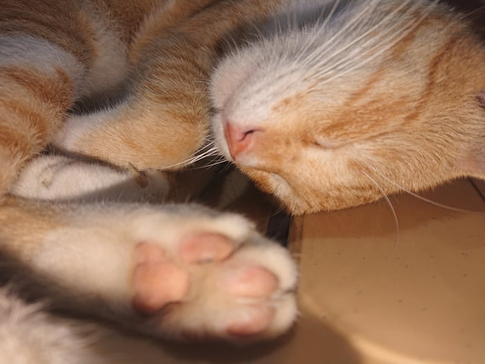 STEVEN! I thought you were did! ... Stray Orange Catto getting some ...