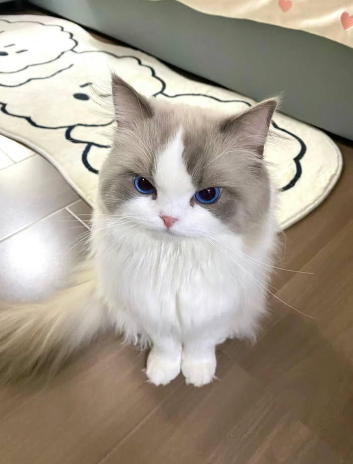 Looks very angry - 9GAG