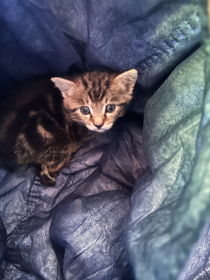 Guess I have a cat now. Found this little furry anger management issue while on duty. - 9GAG