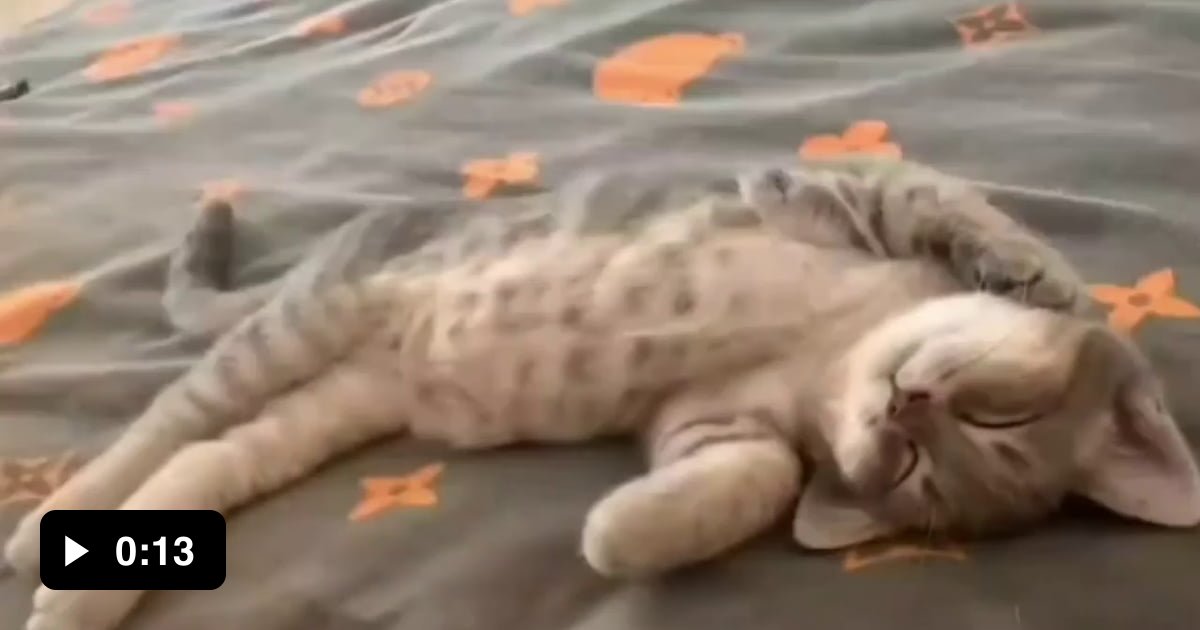 If this kitten could talk... - 9GAG