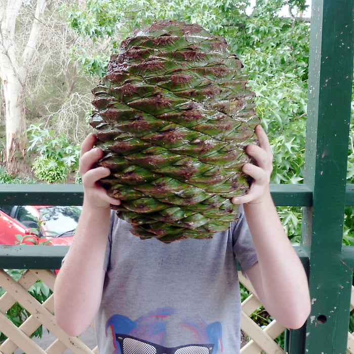 Everything in Australia wants to kill you. 10kg Bun6a cone. The trees ...