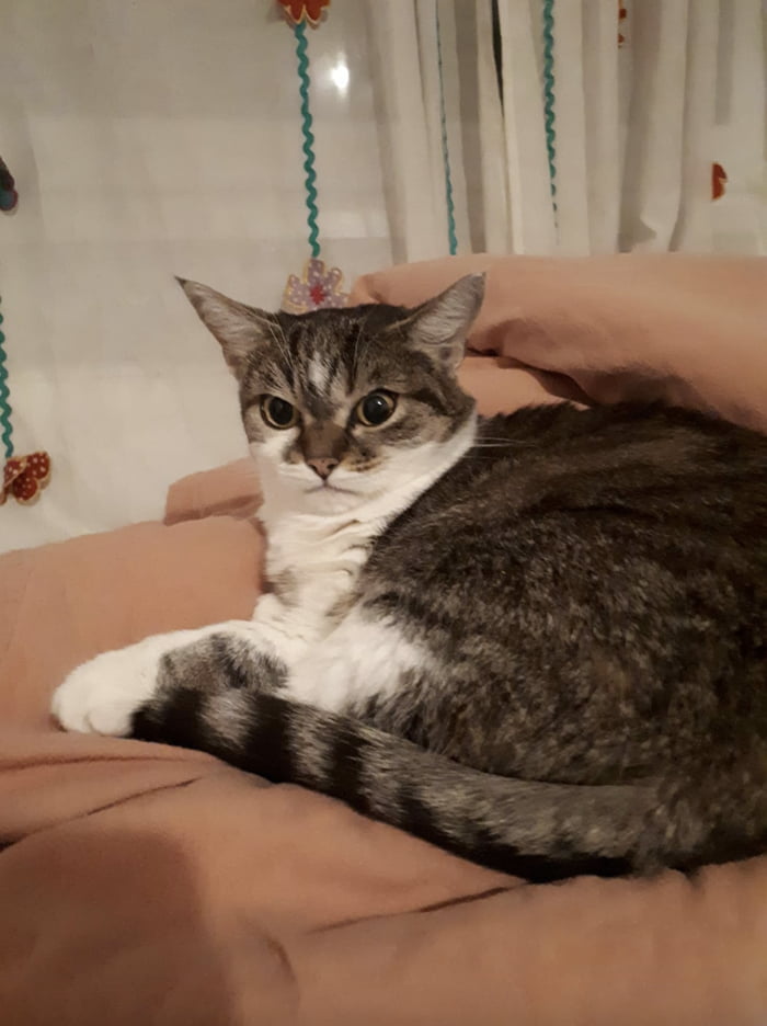 Angriest kitty - 9GAG