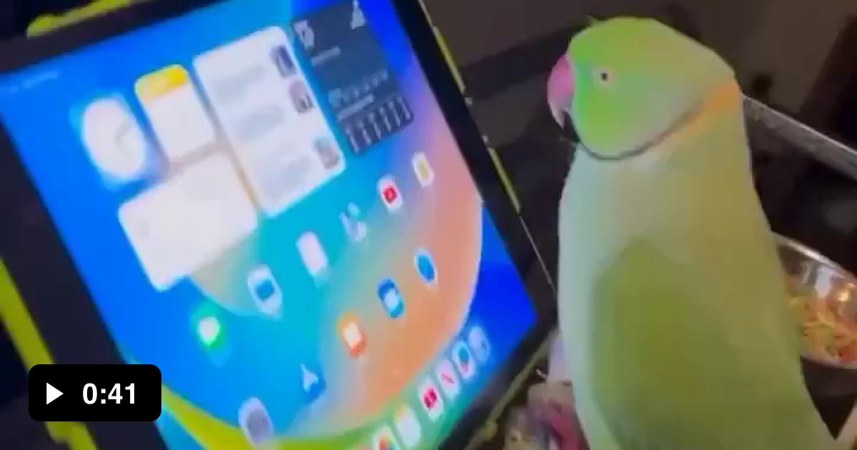 Pooky the parrot from Australia has learned to browse YouTube, find videos with parrots and get ...