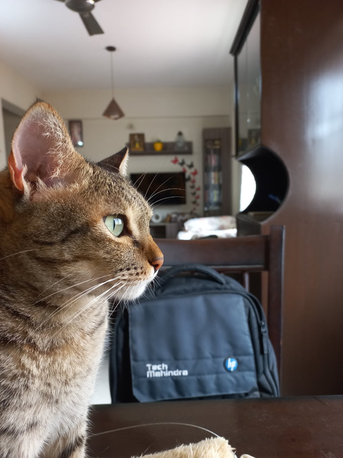 My Cat 9gag