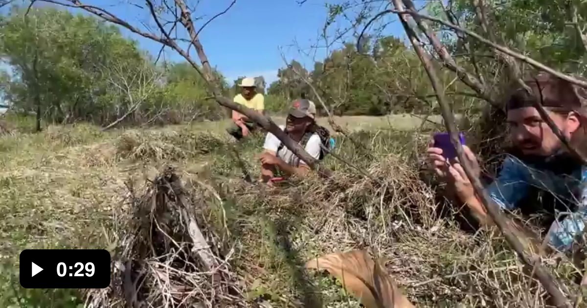 Python eating deer in Florida - 9GAG