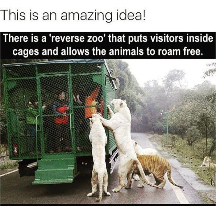 All zoos should be like this - 9GAG