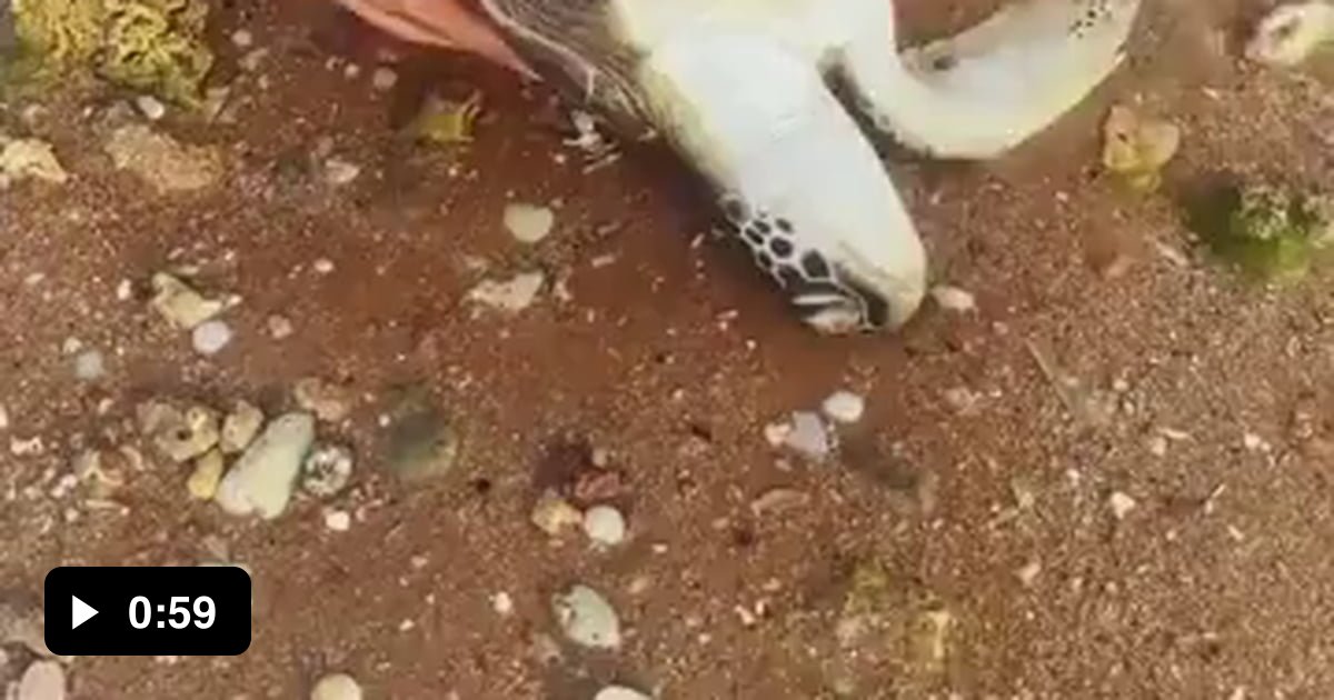 Guy performing CPR on a sea turtle to bring it back to life - 9GAG