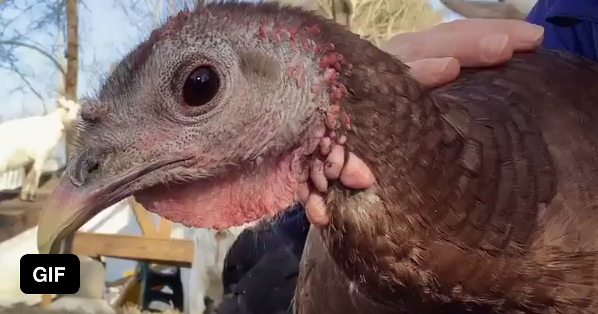Petting the turkey - 9GAG
