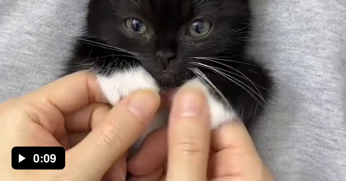 Milo did not want me to stop holding her paws - 9GAG