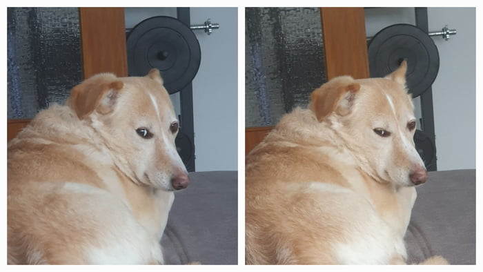 Does my judging Dog have Meme-Template Potential? - 9GAG