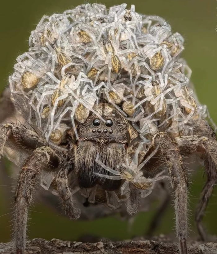 When it does it drops a hoard of baby spiders with 5 health and 2 ...