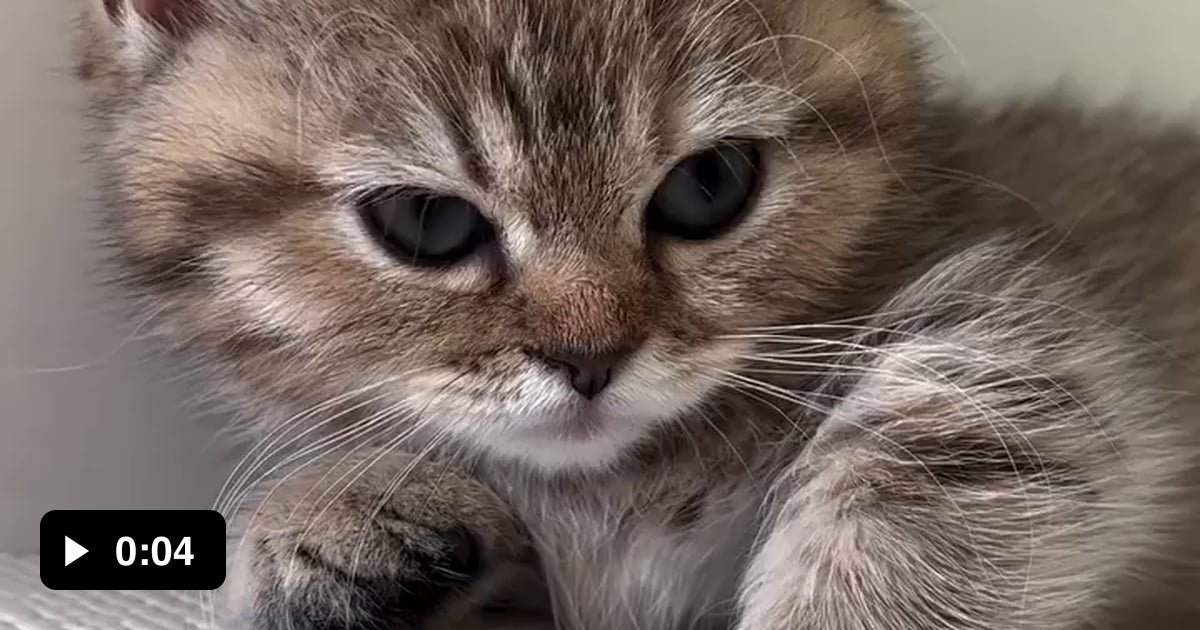 Soo Cute 9gag