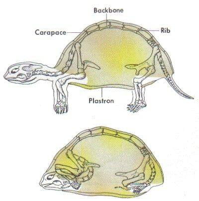 Anatomical Structure of a Turtle's Shell - 9GAG