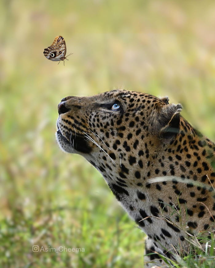 What do you think goes through a leopard's mind when it gazes at a ...
