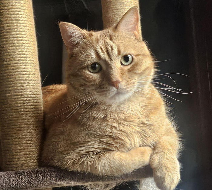 My boyfriend just took a picture of Bella 😻 - 9GAG