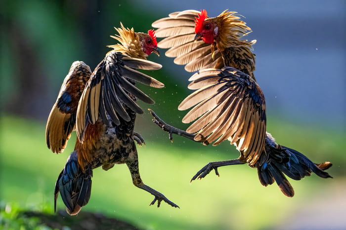 More Kung Fu Fighting - 9GAG